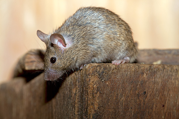 Muizenplaag teistert Friesland - Attack